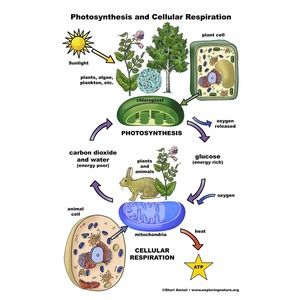 PosterGifts185 | Art | Photosynthesis And Cellular Respiration Poster ...